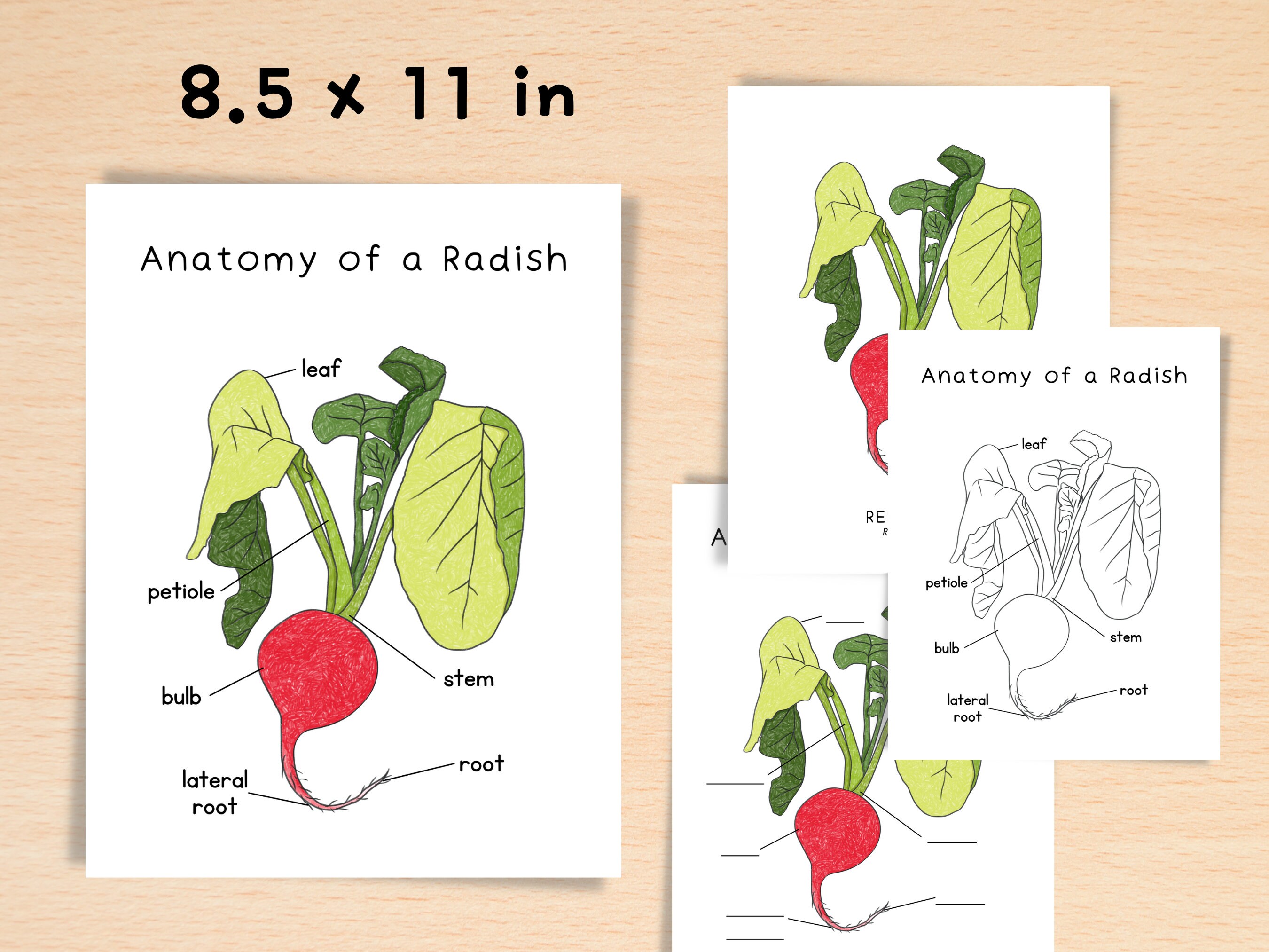 Anatomy of a Radish Homeschool Resources Nature School Botany Study ...