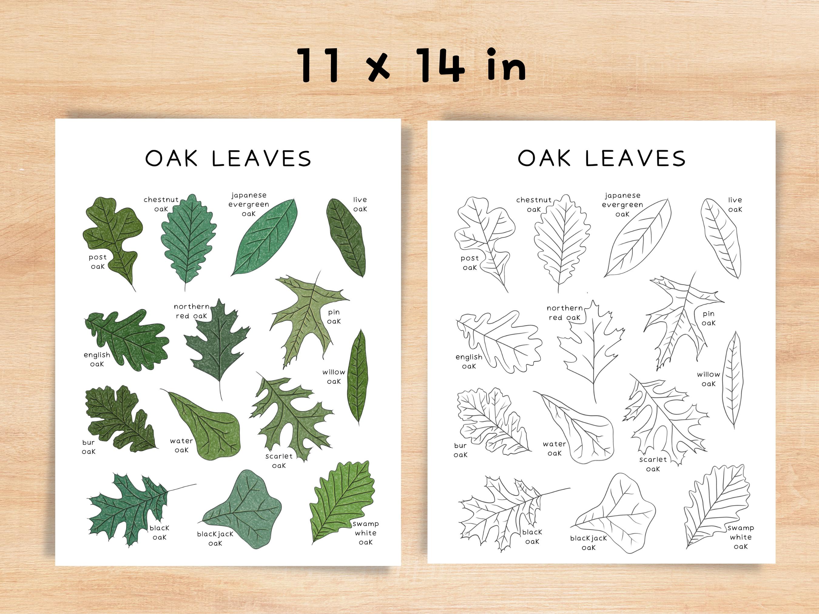 Oak Leaves Poster | Homeschool Resources Nature School Botany Study ...