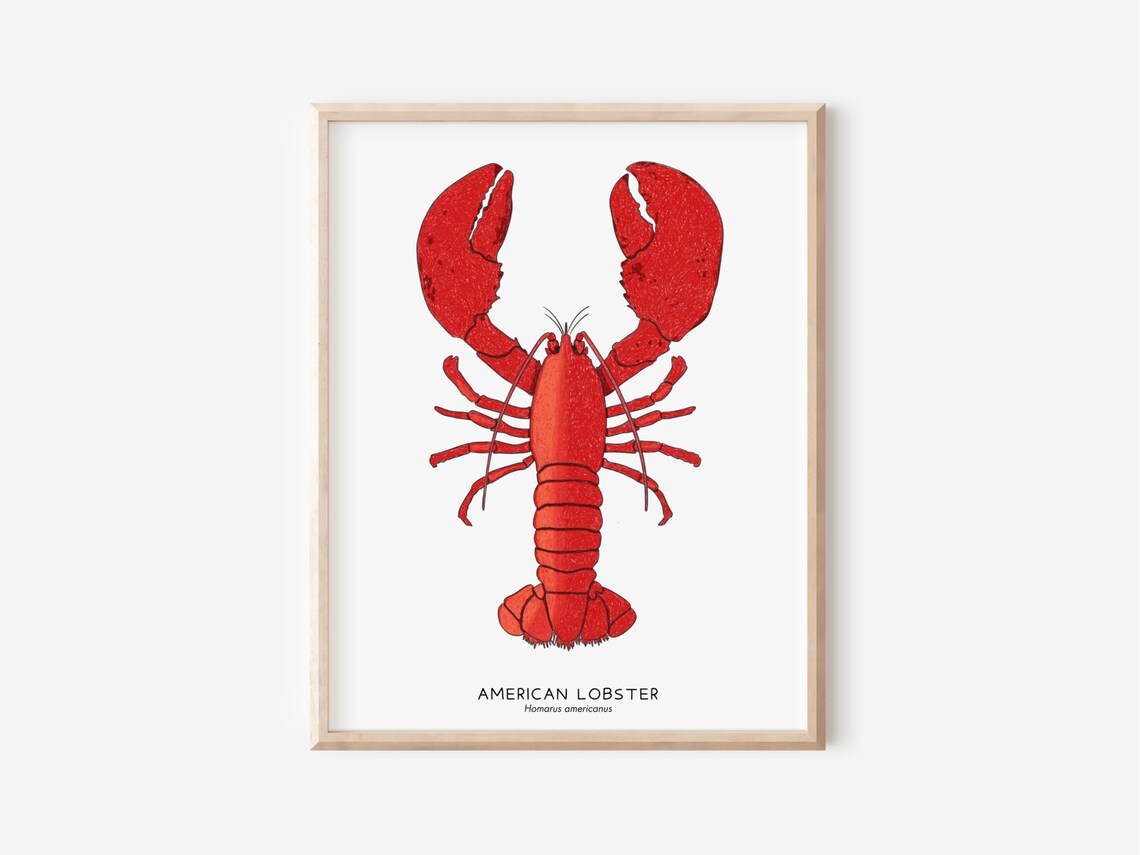 Anatomy of Lobster Homeschool Resources Nature School Ocean Study ...