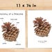 Anatomy of a Pinecone | Homeschool Resources Nature Winter School ...