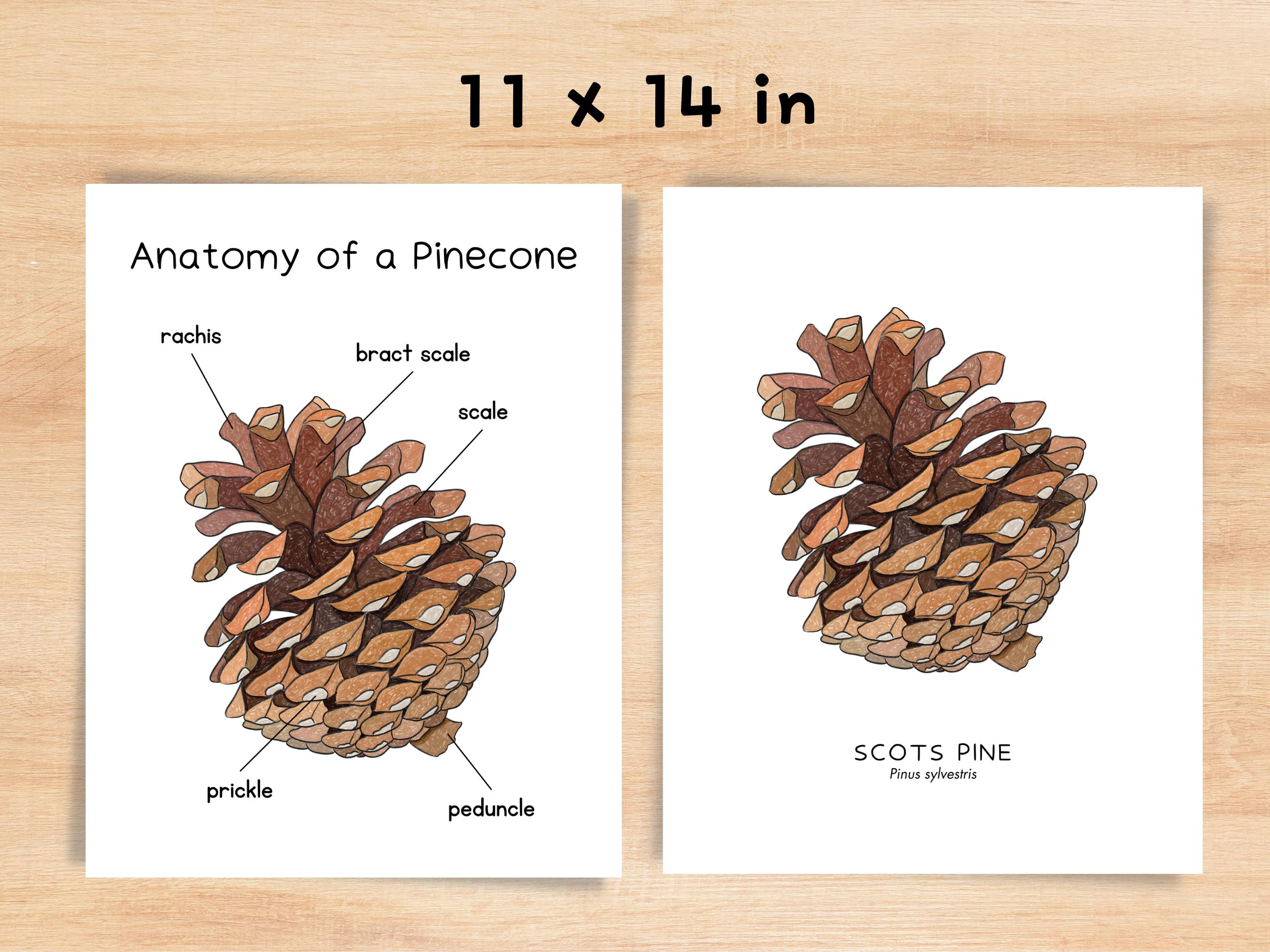 Anatomy of a Pinecone | Homeschool Resources Nature Winter School ...