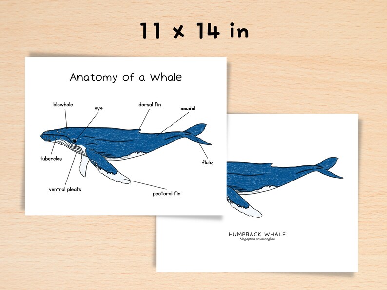 Anatomy of Whale Homeschool Resources Nature School Ocean Study Beach ...