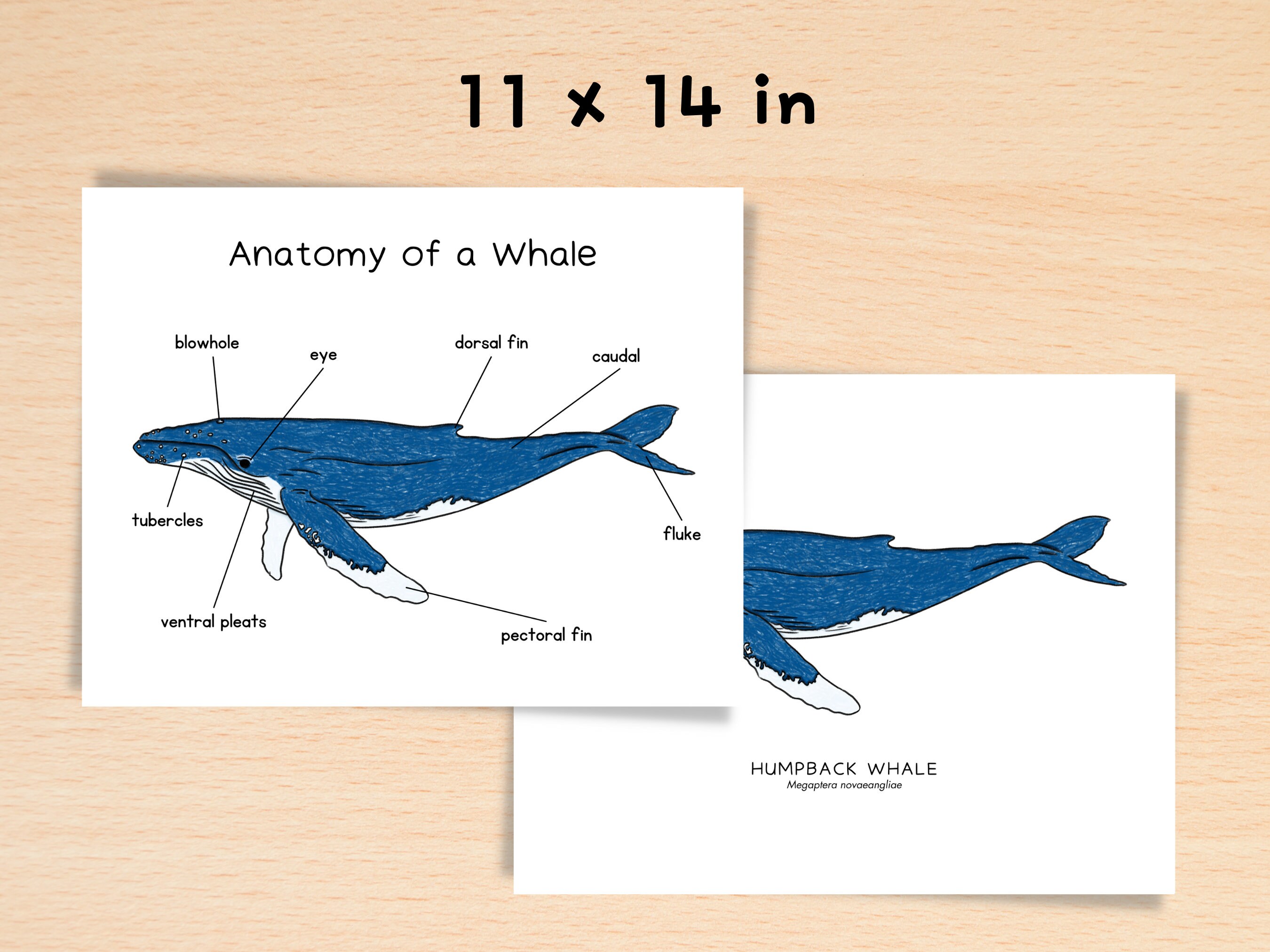 Anatomy of Whale Homeschool Resources Nature School Ocean Study Beach ...