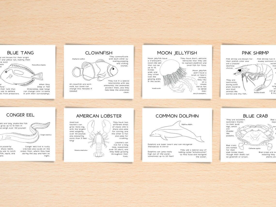 Ocean Animals and Sea Creatures Coloring Book Beach Unit Homeschool ...