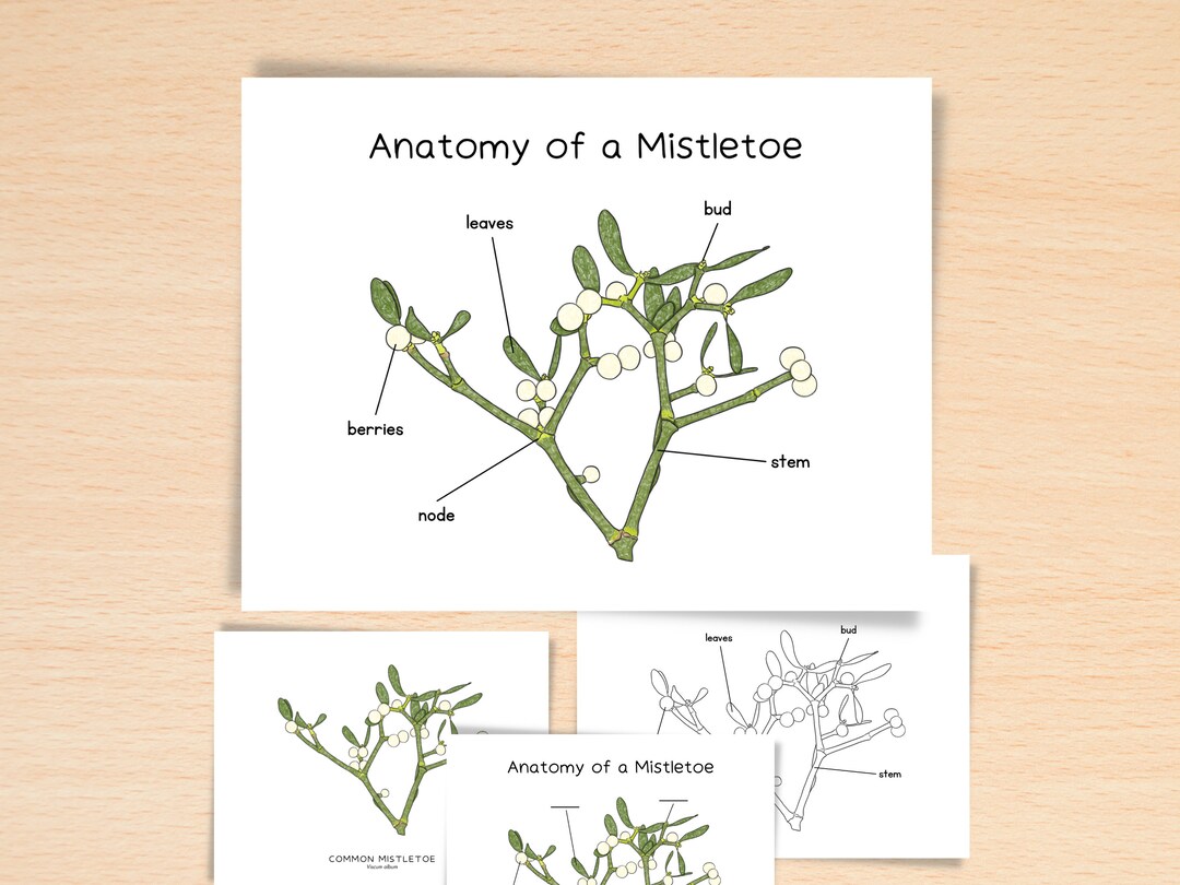 Anatomy of a Christmas Mistletoe Charlotte Mason Resources Nature ...