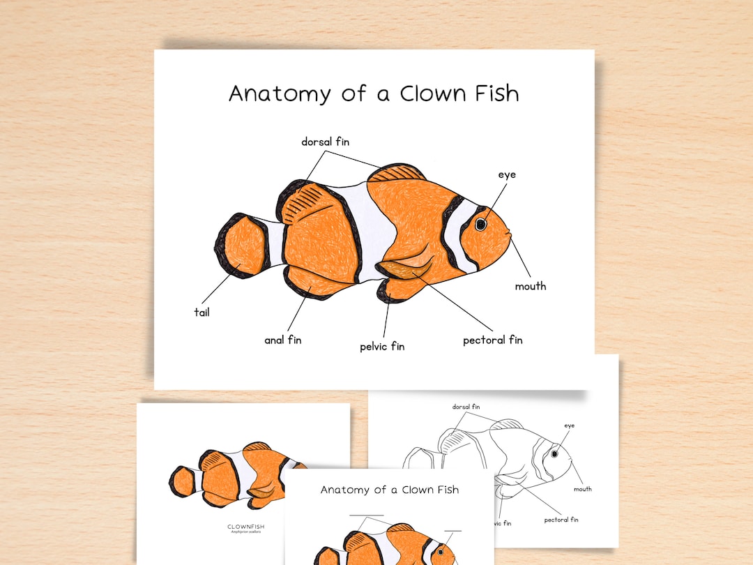 Anatomy of Clownfish | Homeschool Resources Nature School Ocean Summer ...