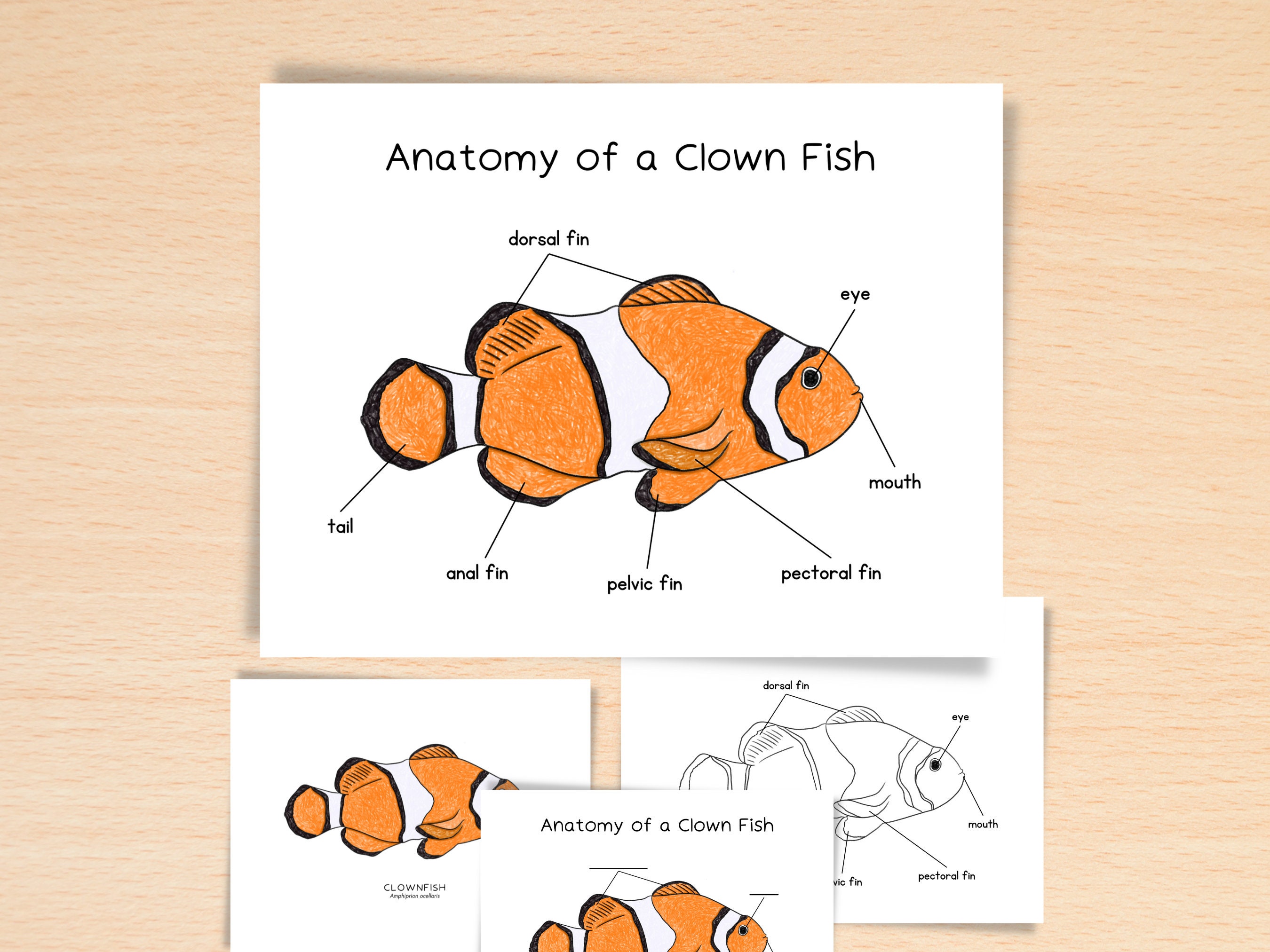 Anatomy of Clownfish | Homeschool Resources Nature School Ocean Summer ...