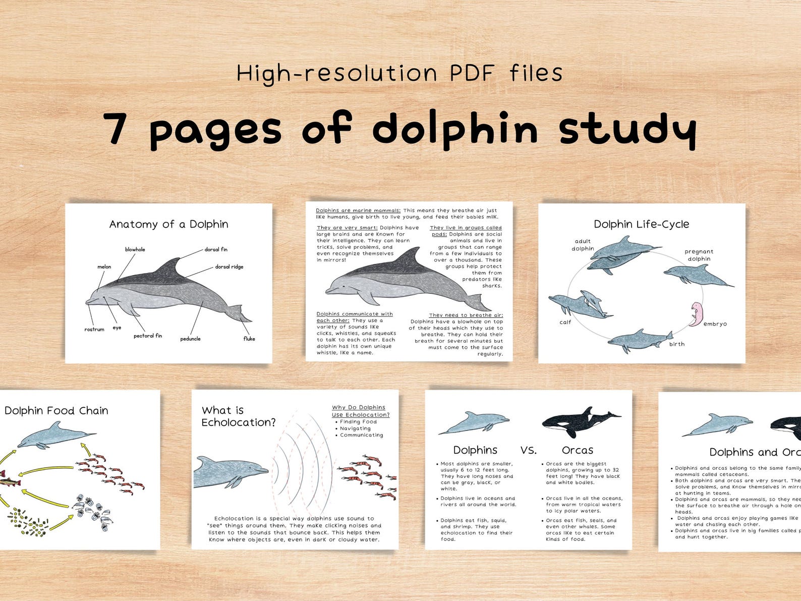 Dolphin Unit Study | Toddler Homeschool Resources Nature Study ...
