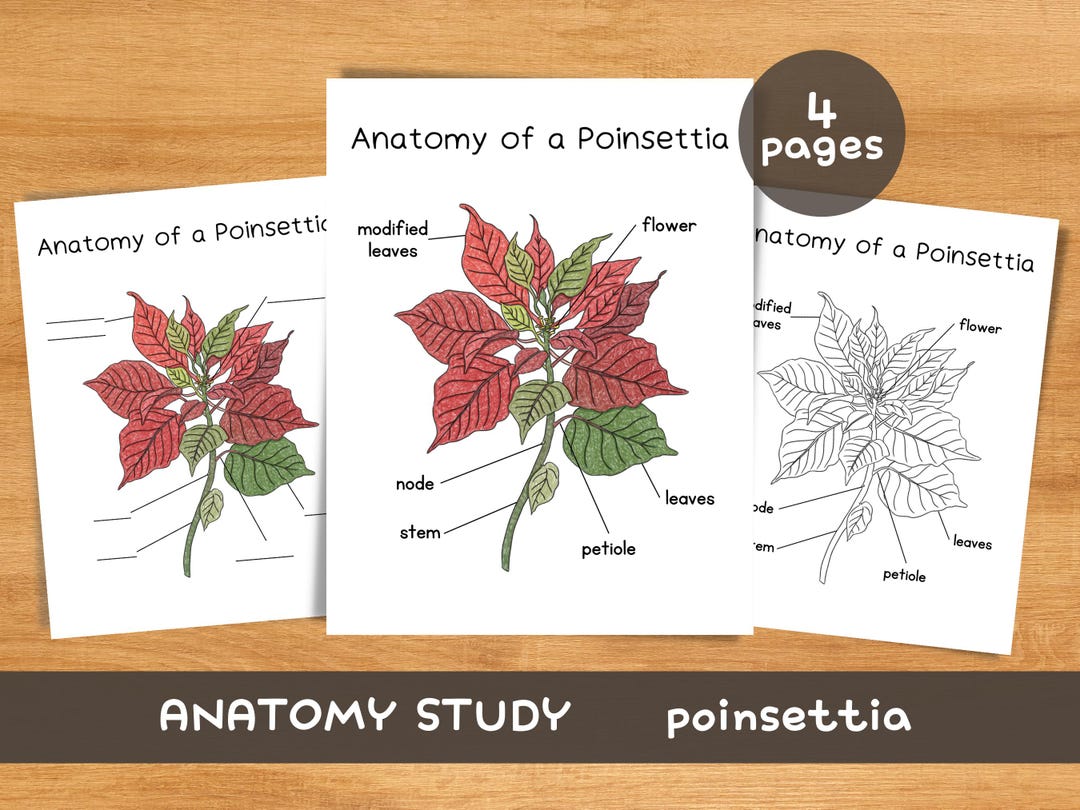 Anatomy of a Poinsettia Charlotte Mason Resources Nature School Botany ...