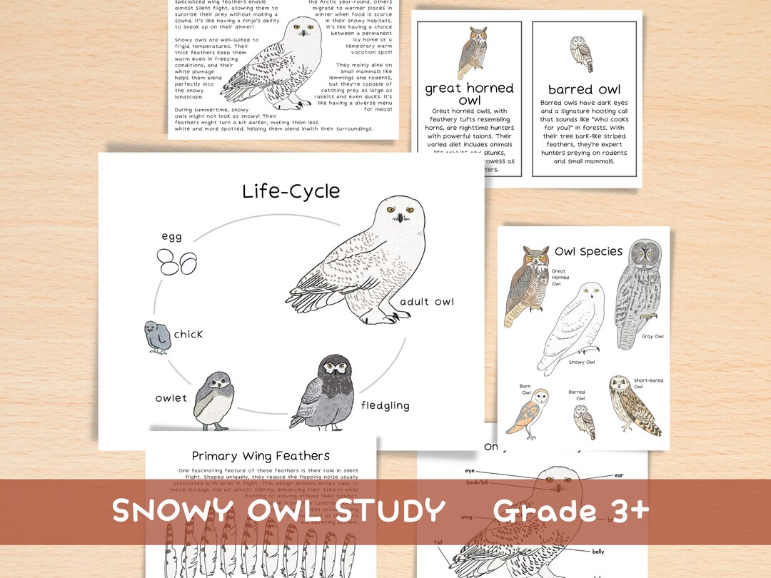Snowy Owl Mini Unit Study | Homeschool Resources Nature Study Charlotte ...