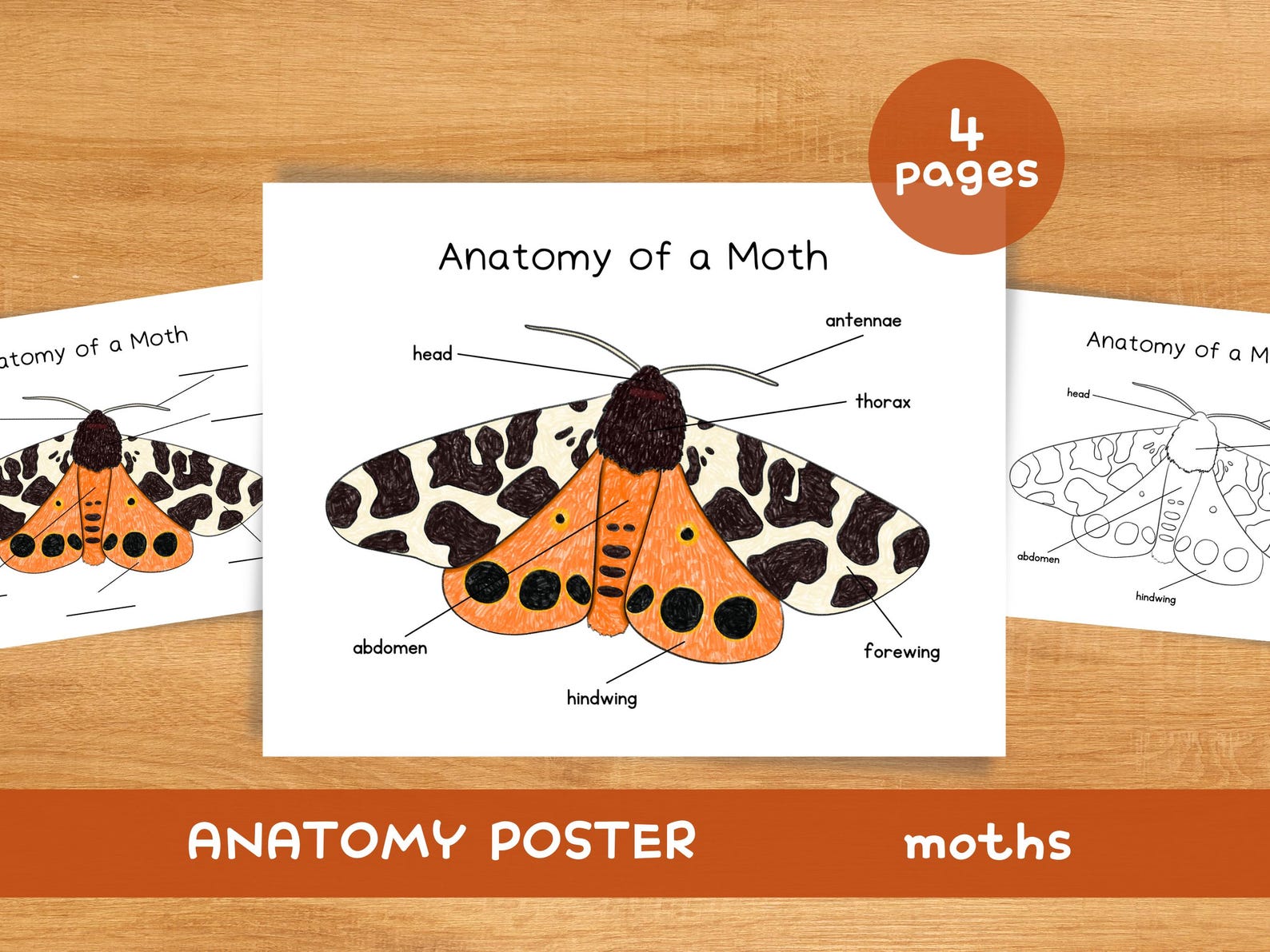 Anatomy of a Moth Homeschool Resources Insects Unit Autumn Moth Unit ...