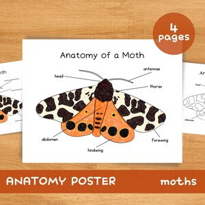 Anatomy of a Moth Homeschool Resources Insects Unit Autumn Moth Unit ...