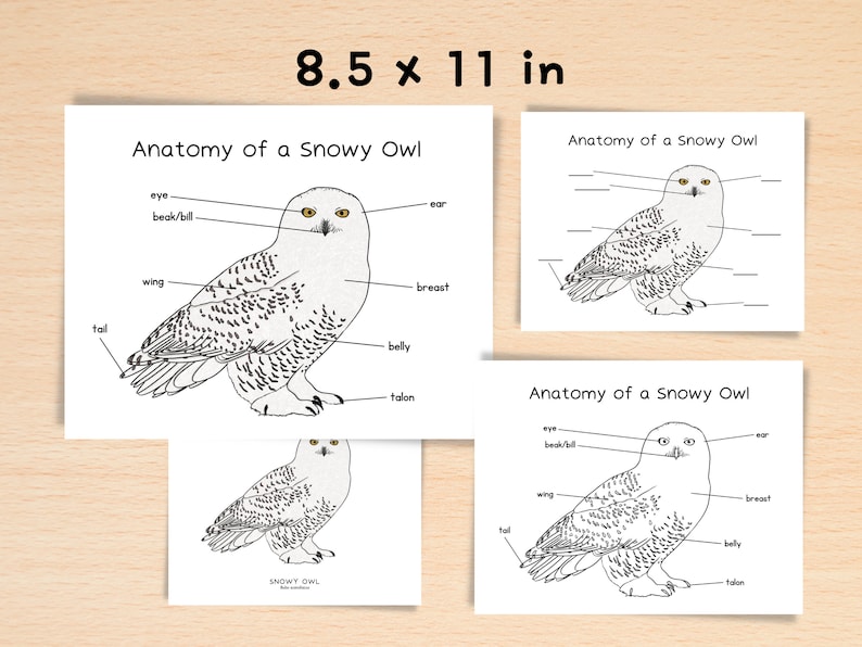Anatomy of a Snowy Owl Charlotte Mason Resources Nature School Arctic ...