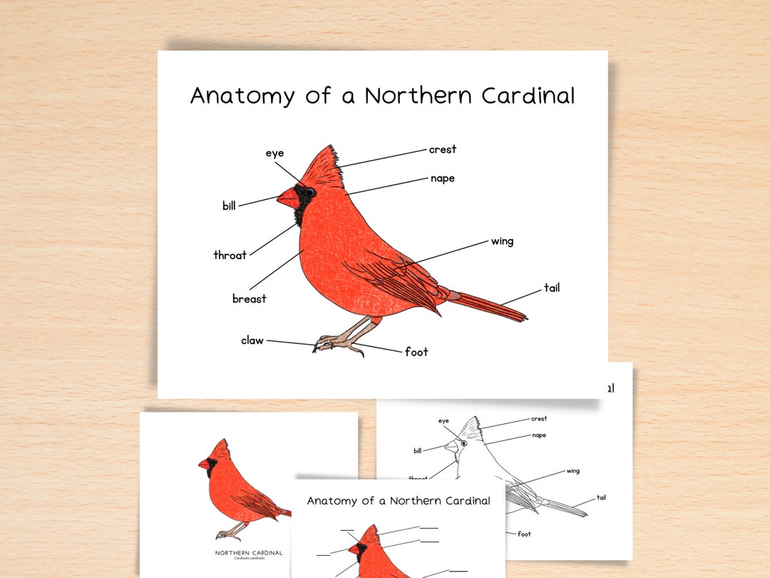 Anatomy of a Northern Cardinal Charlotte Mason Resources Nature School ...