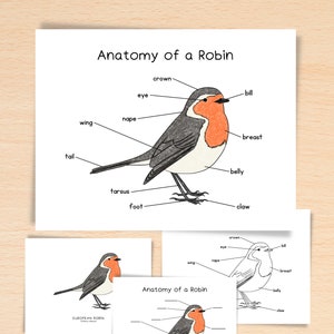 Anatomy of a Robin Charlotte Mason Resources Nature School Bird Unit ...