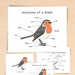 Anatomy of a Robin Charlotte Mason Resources Nature School Bird Unit ...