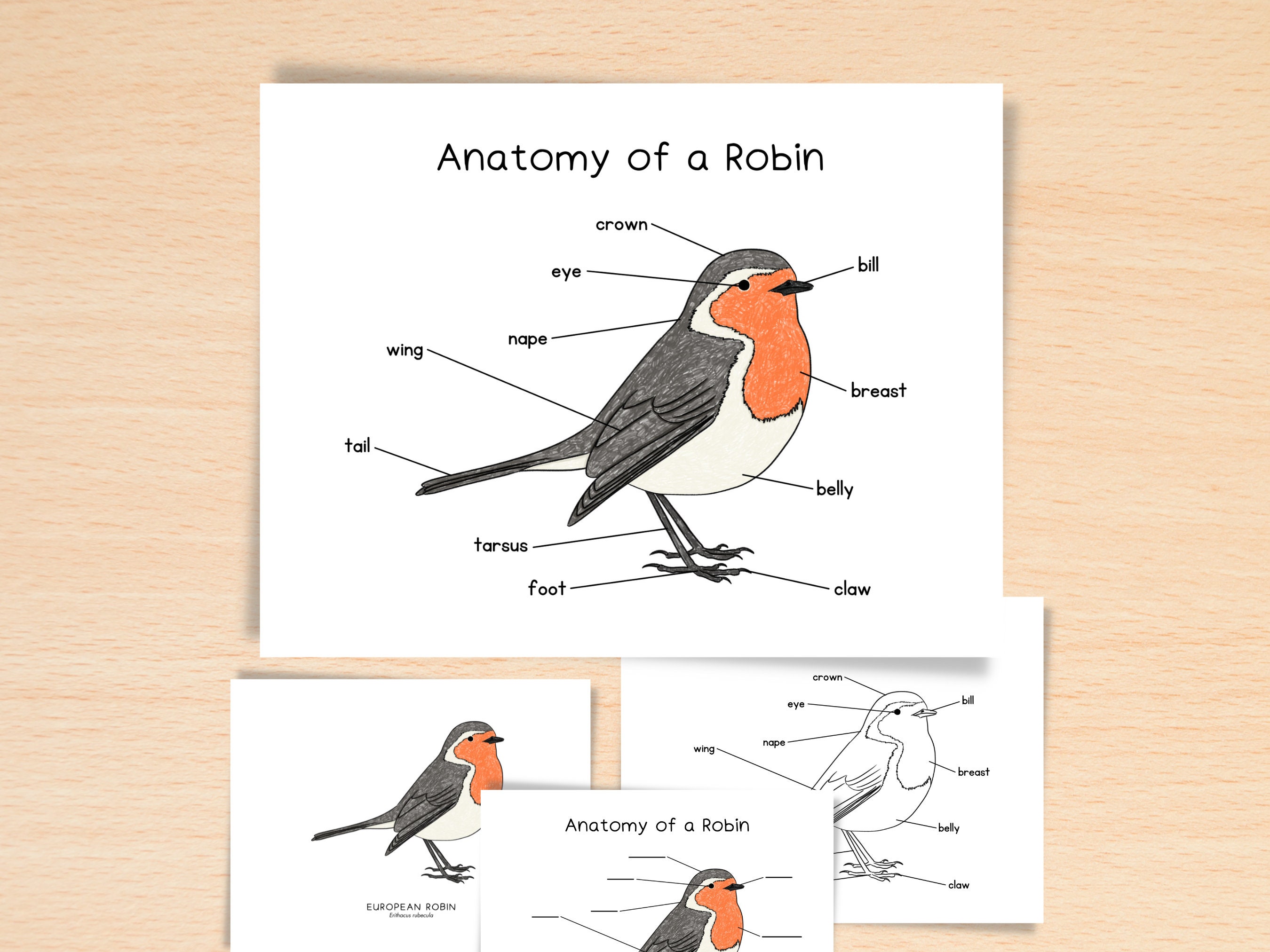 Anatomy of a Robin Charlotte Mason Resources Nature School Bird Unit ...