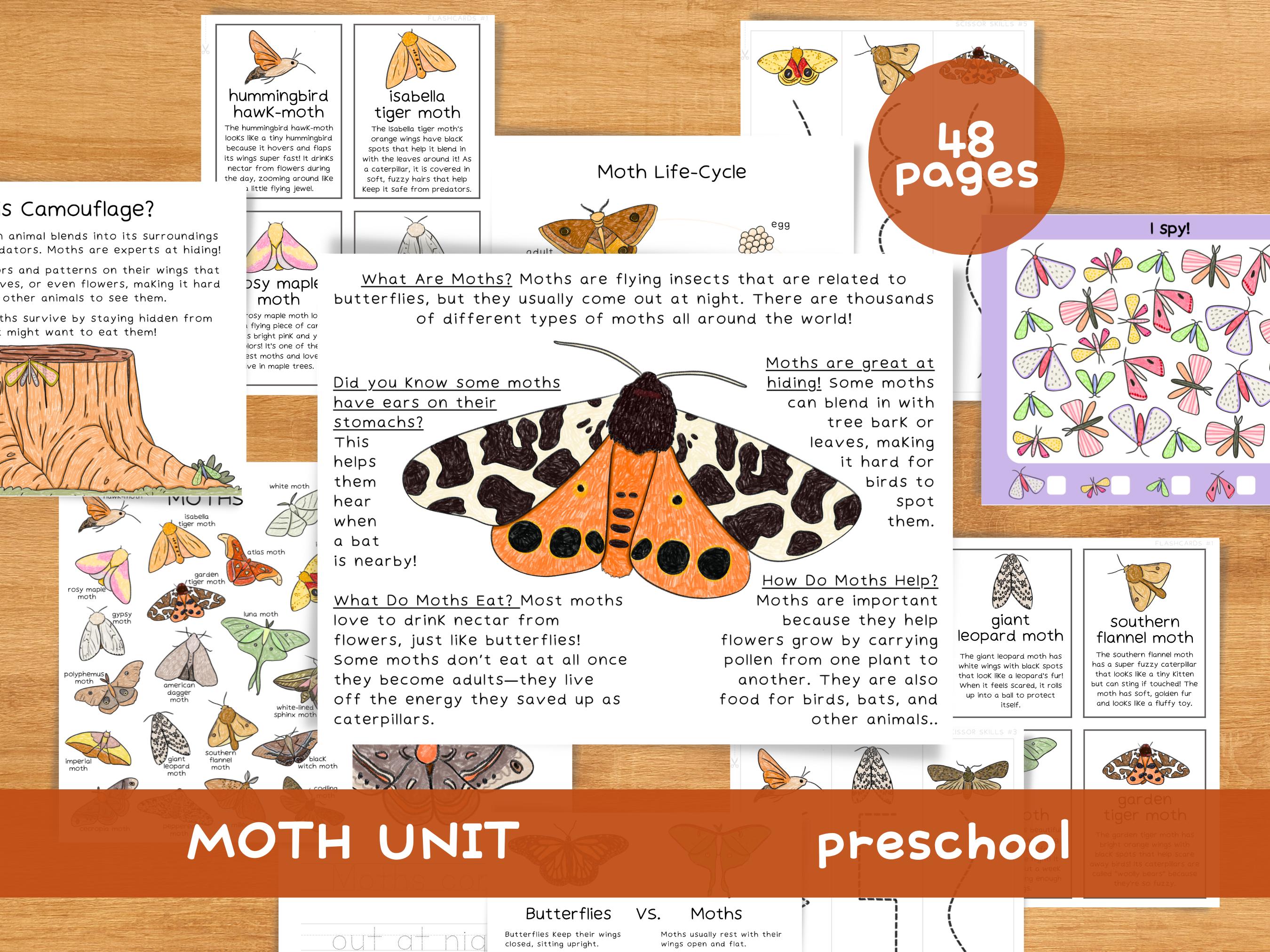 Moth Unit Study | Toddler Homeschool Autumn Unit Charlotte Mason ...