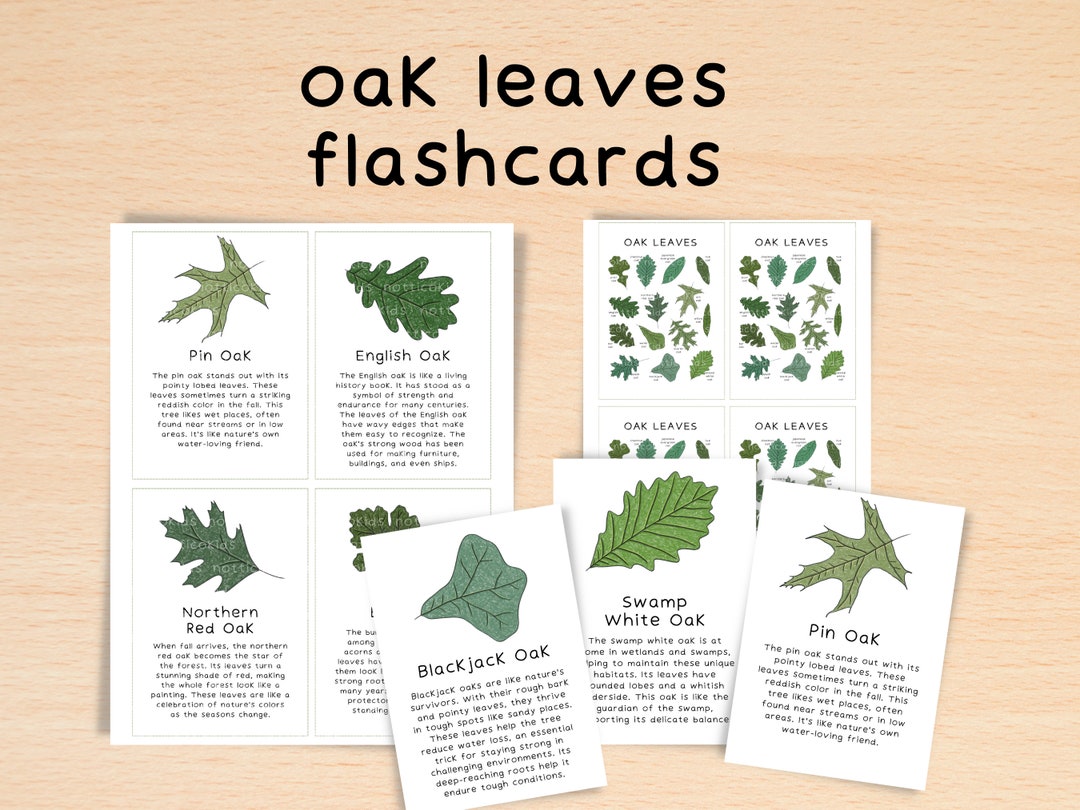 Oak Leaves Flashcards | Homeschool Resources Nature School Botany Study ...