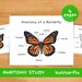 Anatomy of a Robin | Charlotte Mason Resources Nature School Bird Unit ...