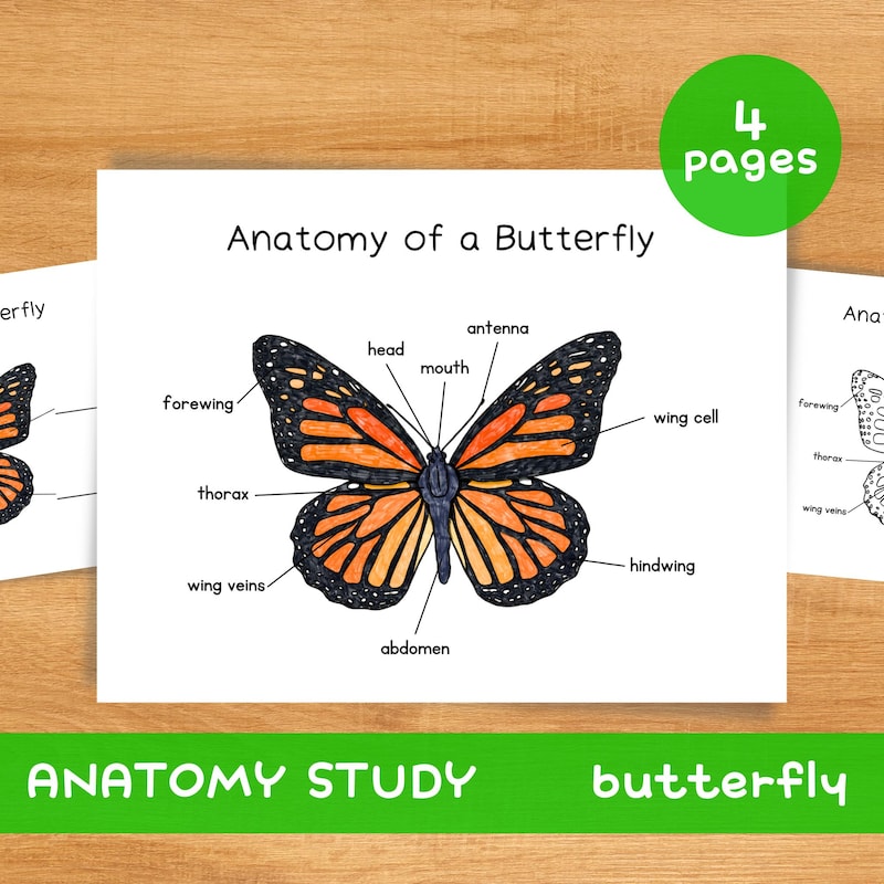 Butterfly Poster - Etsy