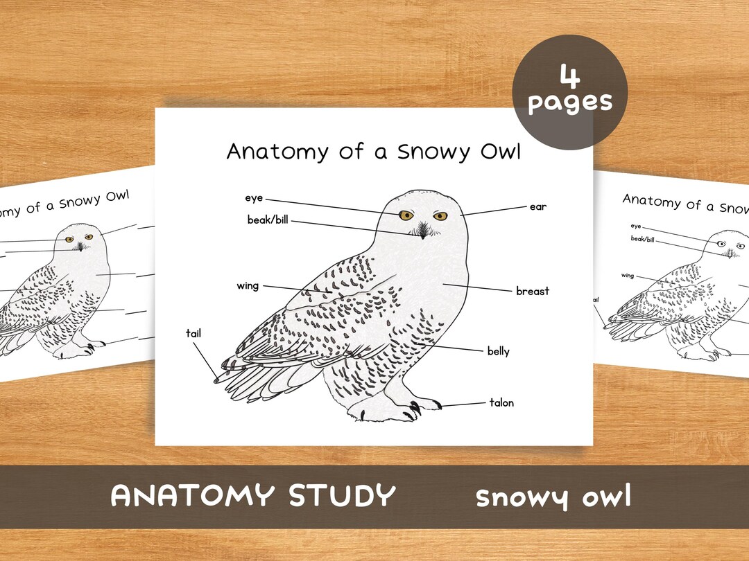 Anatomy of a Snowy Owl | Charlotte Mason Resource Nature School Arctic ...