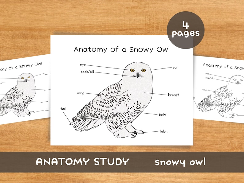 Anatomy of a Snowy Owl | Charlotte Mason Resource Nature School Arctic ...