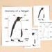 Anatomy of a Robin Charlotte Mason Resources Nature School Bird Unit ...