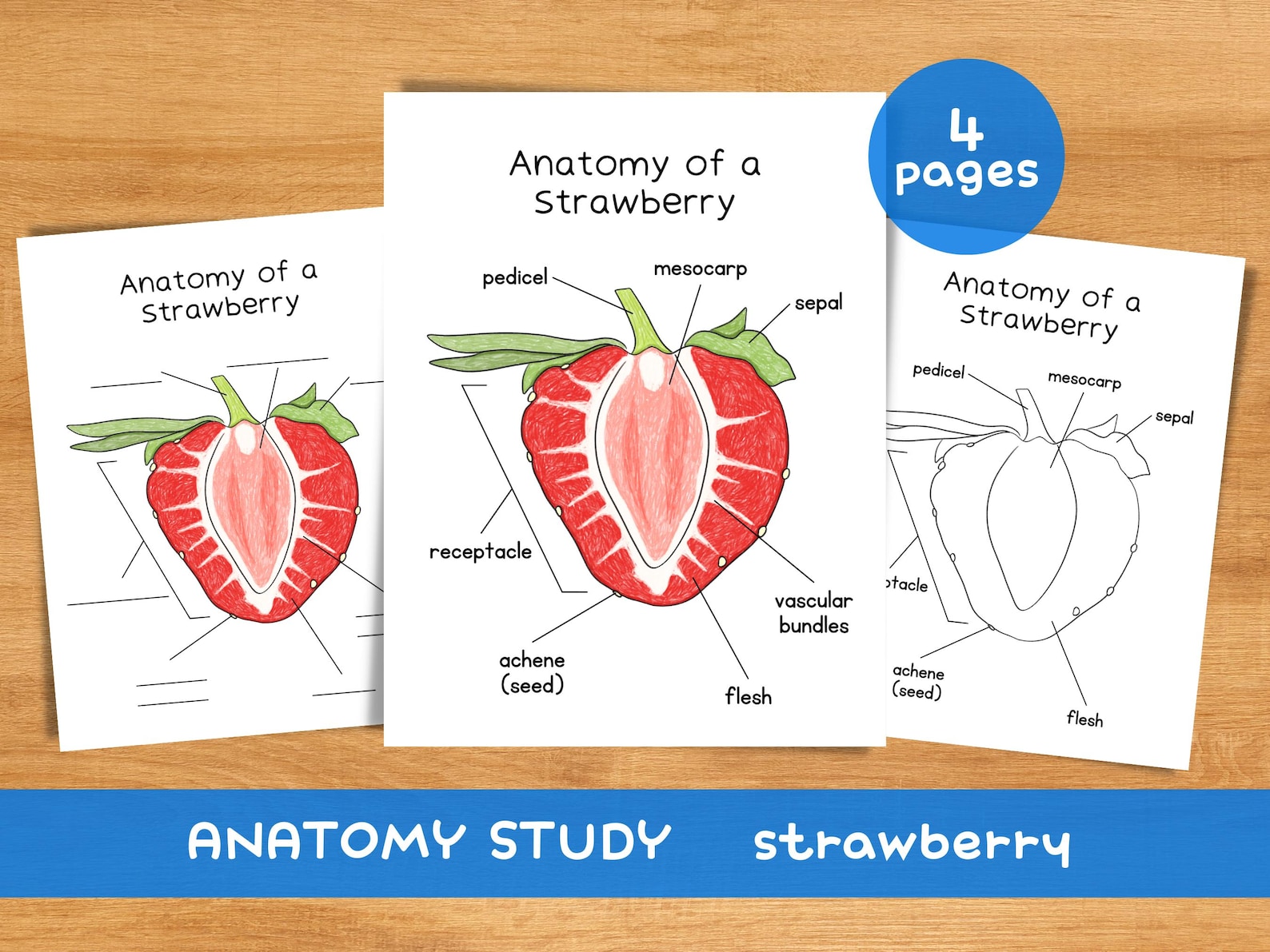 Anatomy of a Strawberry Study | Charlotte Mason Homeschooling Printable ...