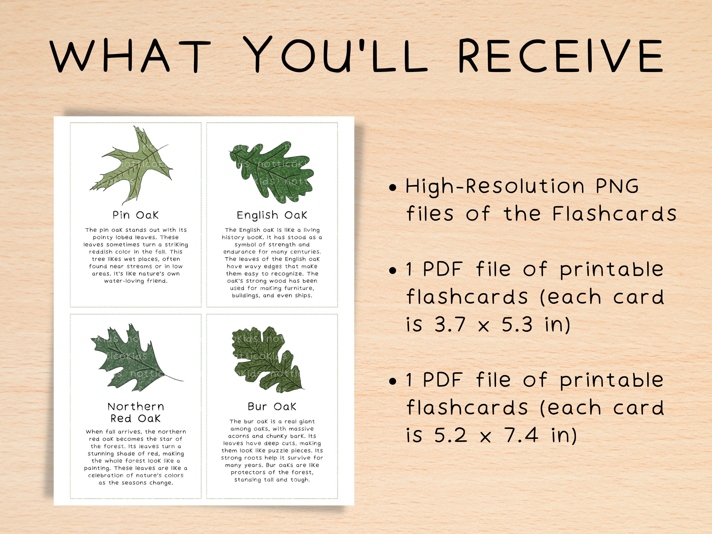 Oak Leaves Flashcards | Homeschool Resources Nature School Botany Study ...