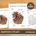 Anatomy of a Pinecone | Homeschool Resources Nature Winter School ...