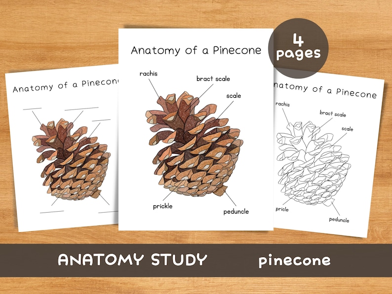 Anatomy of a Pinecone Homeschool Resources Nature Winter School Botany ...