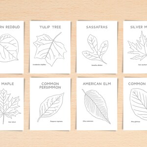 Leaves Unit Study Coloring Book | Homeschool Resources Nature School ...