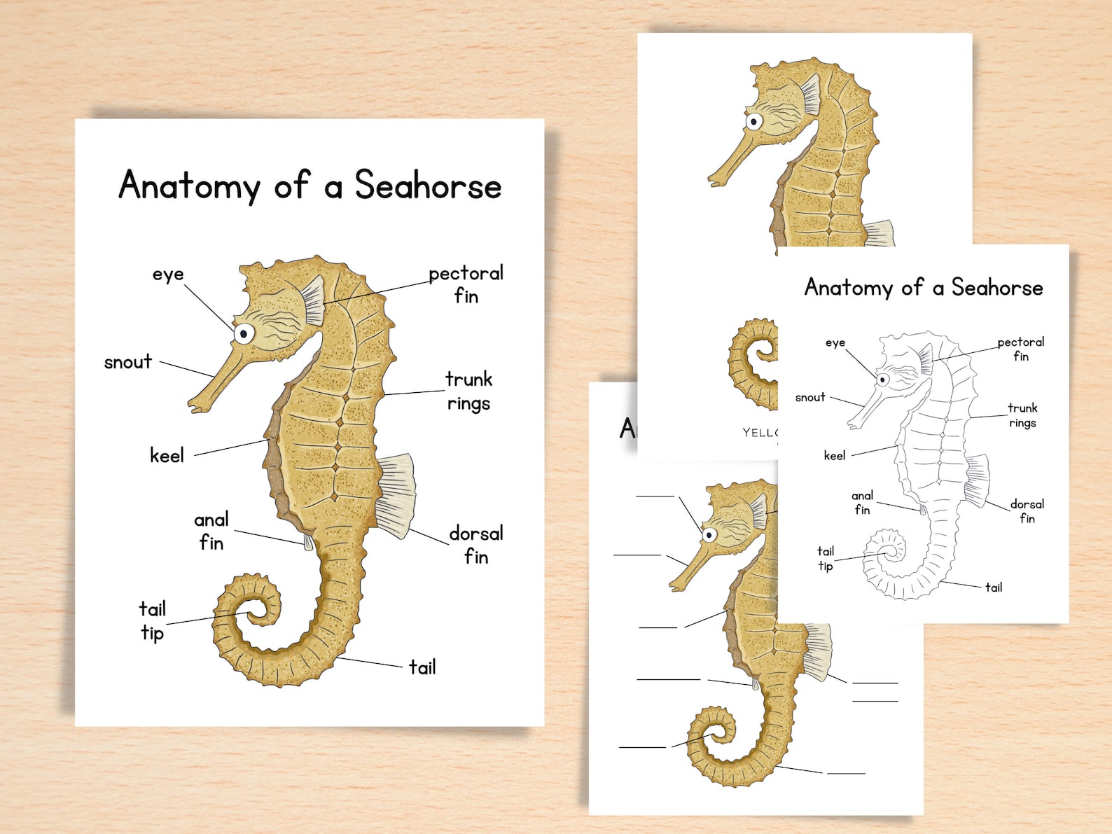 Anatomy of Seahorse | Homeschool Resources Nature School Ocean Study ...