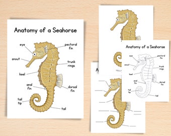 Anatomy of Jellyfish Homeschool Resources Nature School Ocean Study ...