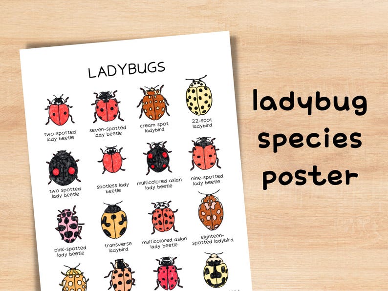 Ladybug Unit Study | Ladybug Life Cycle | Toddler Spring Nature ...