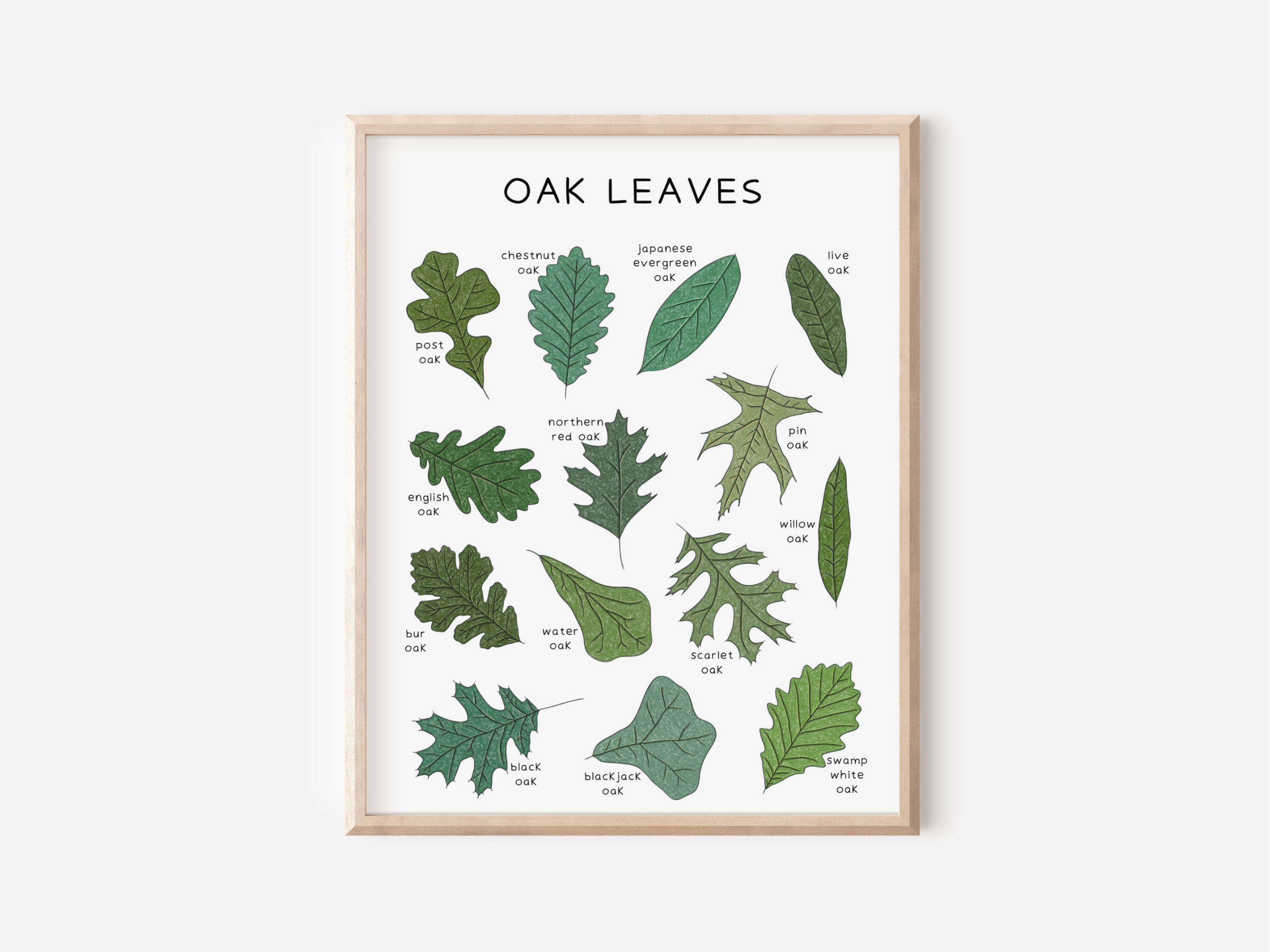 Oak Leaves Poster Homeschool Resources Nature School Botany Study ...