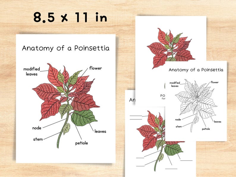 Anatomy of a Poinsettia Charlotte Mason Resources Nature School Botany ...