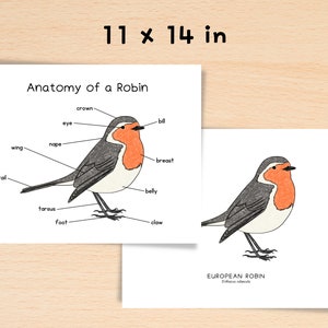 Anatomy of a Robin Charlotte Mason Resources Nature School Bird Unit ...