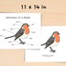Anatomy of a Robin Charlotte Mason Resources Nature School Bird Unit ...