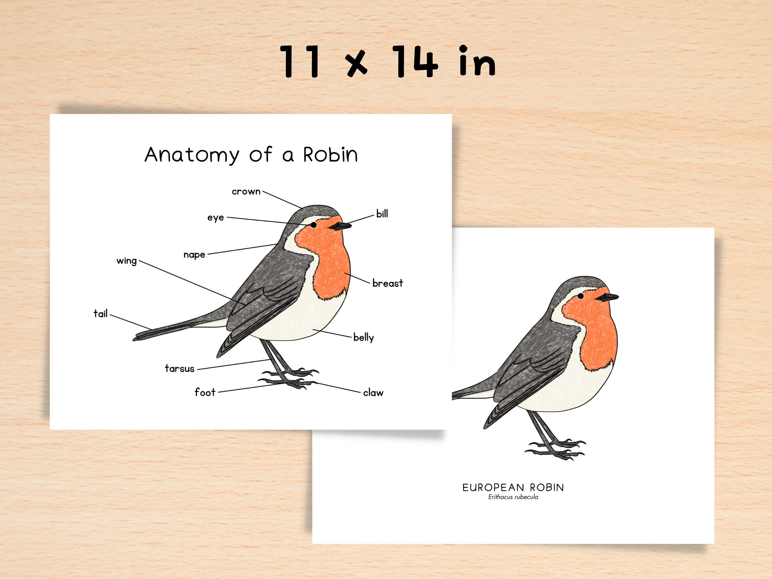Anatomy of a Robin Charlotte Mason Resources Nature School Bird Unit ...
