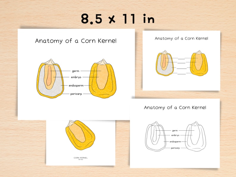 Anatomy of Corn Kernel Homeschool Resources Nature School Botany Study ...