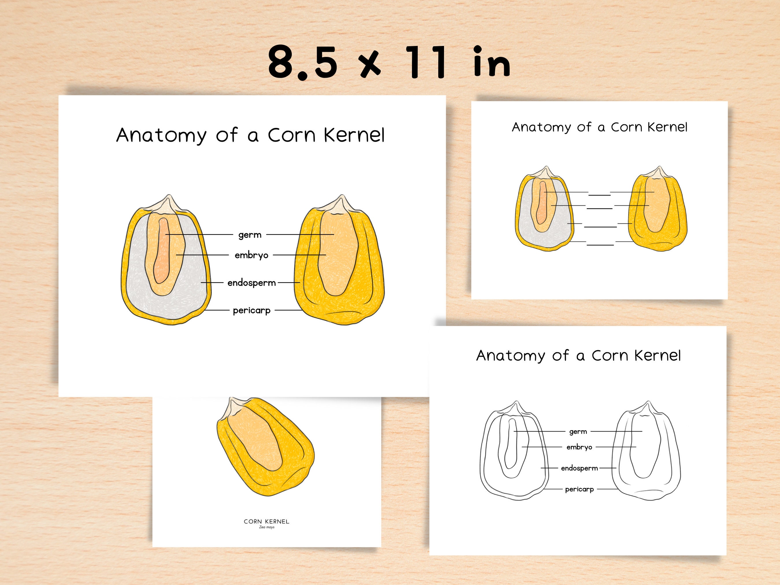 Anatomy of Corn Kernel Homeschool Resources Nature School Botany Study ...