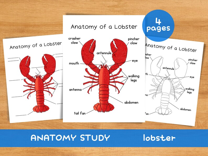 Anatomy of Lobster | Homeschool Resources Nature School Ocean Study ...