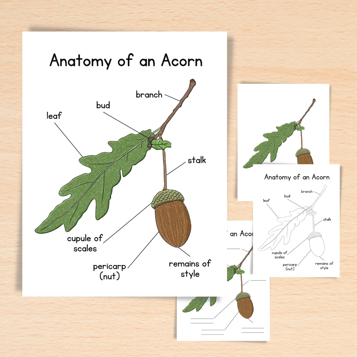 Anatomy of Acorn Homeschool Resources Nature School Botany Study ...