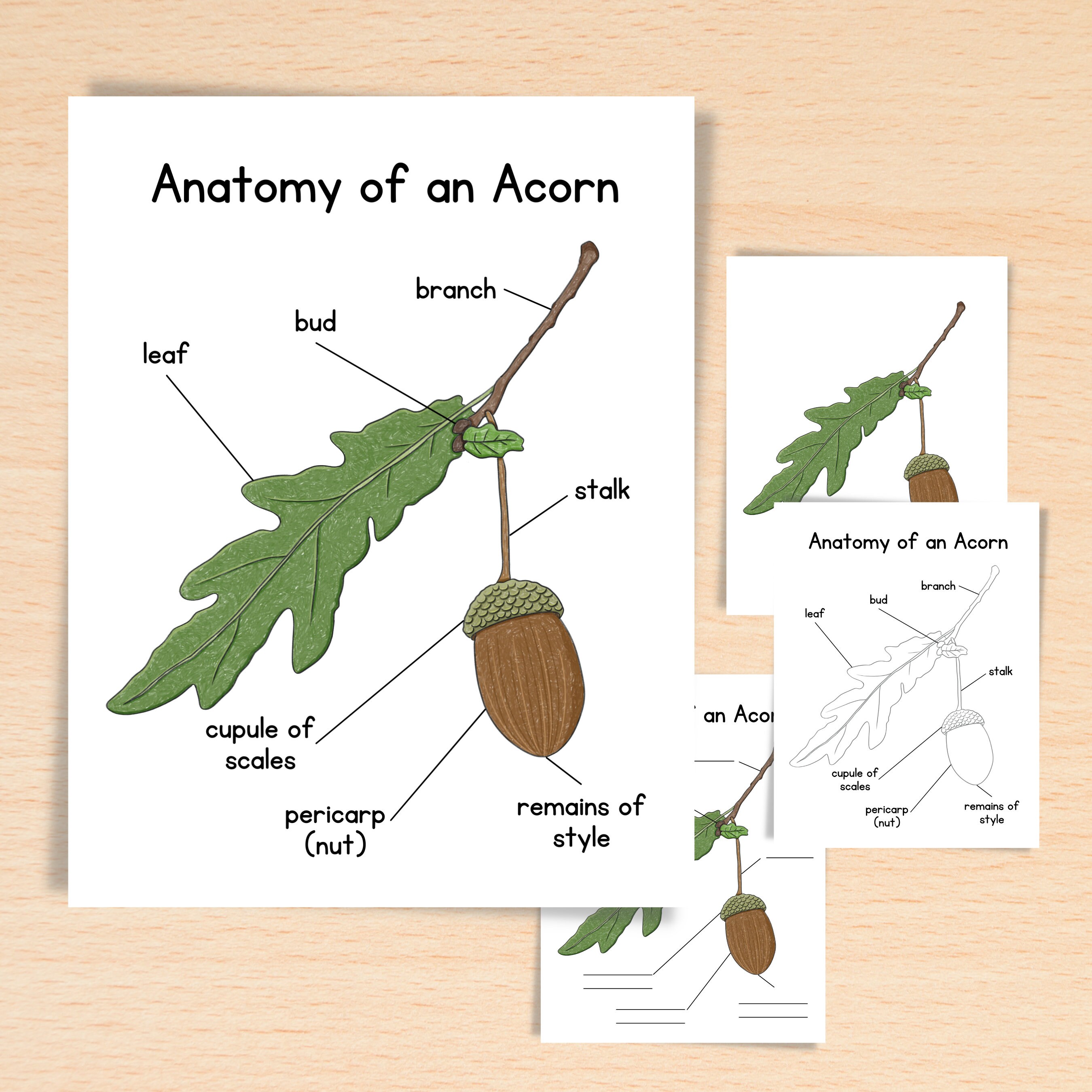 Anatomy of Acorn Homeschool Resources Nature School Botany Study ...