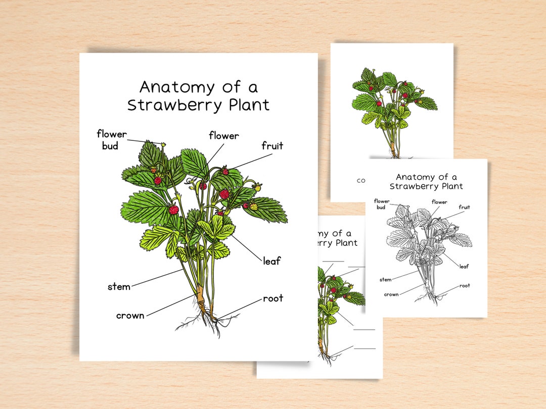 Anatomy of a Strawberry Plant | Charlotte Mason Homeschooling Printable ...