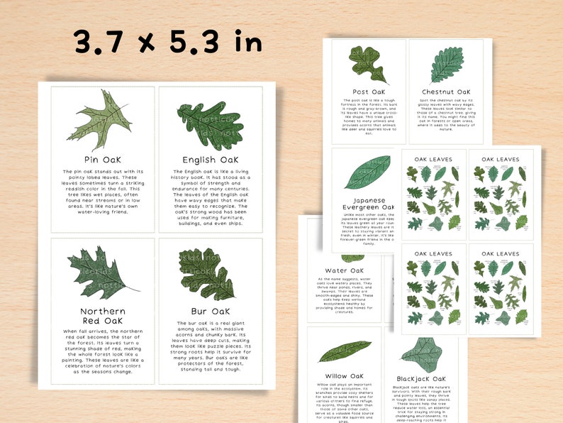 Oak Leaves Flashcards | Homeschool Resources Nature School Botany Study ...