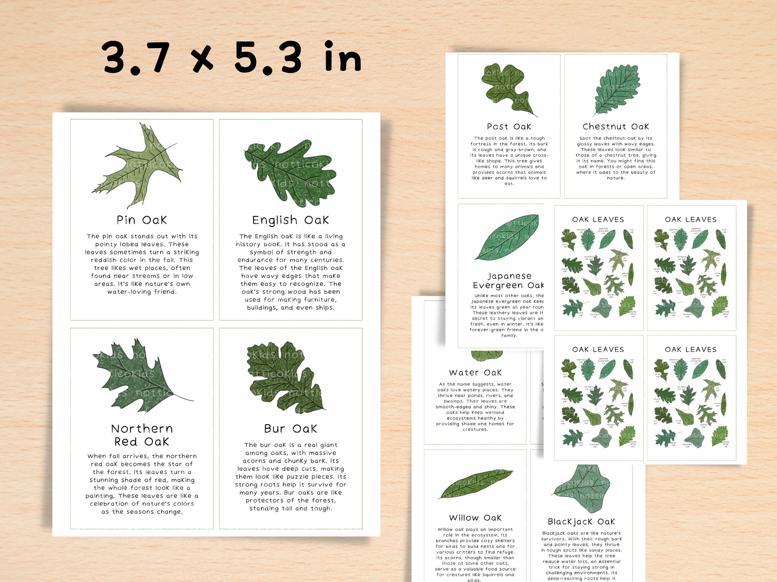 Oak Leaves Flashcards | Homeschool Resources Nature School Botany Study ...