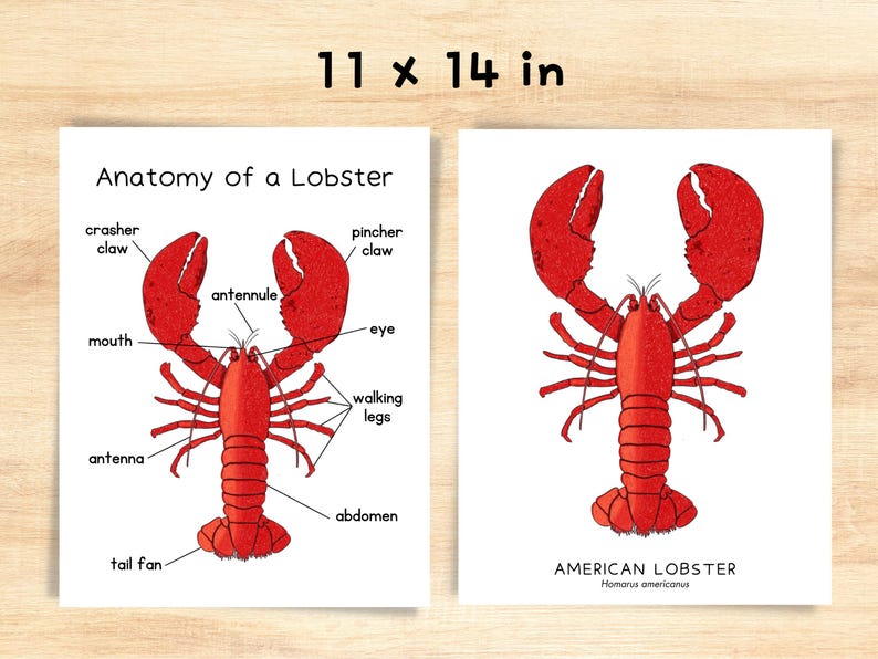 Anatomy of Lobster | Homeschool Resources Nature School Ocean Study ...